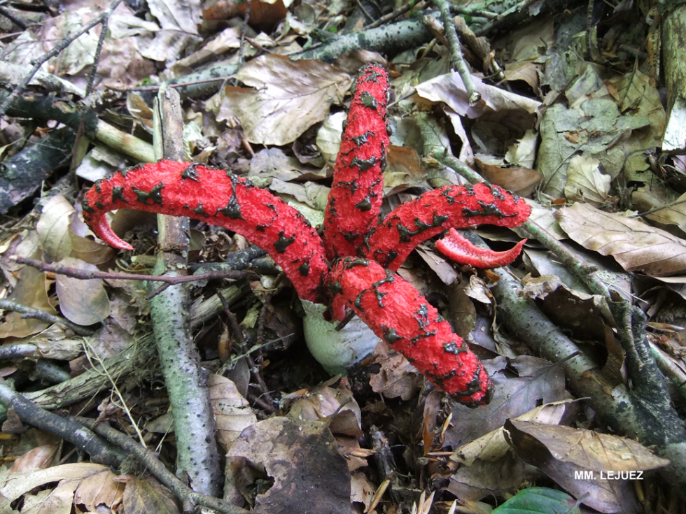 Gastéromycètes | Association Mycologique du Cotentin