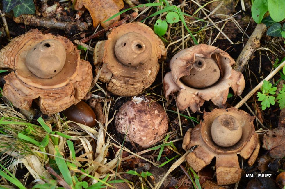 Gastéromycètes | Association Mycologique du Cotentin