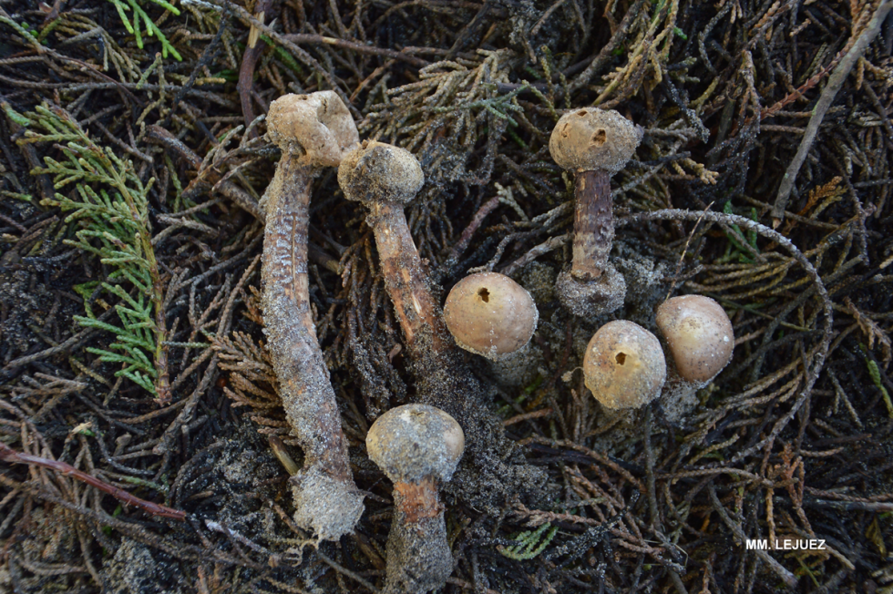 Gastéromycètes | Association Mycologique du Cotentin