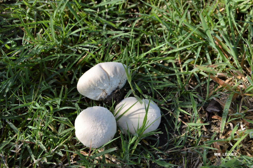 Gastéromycètes | Association Mycologique du Cotentin