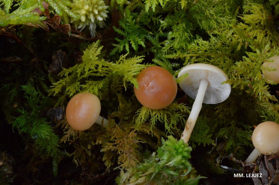 Les marais et tourbières | Association Mycologique du Cotentin