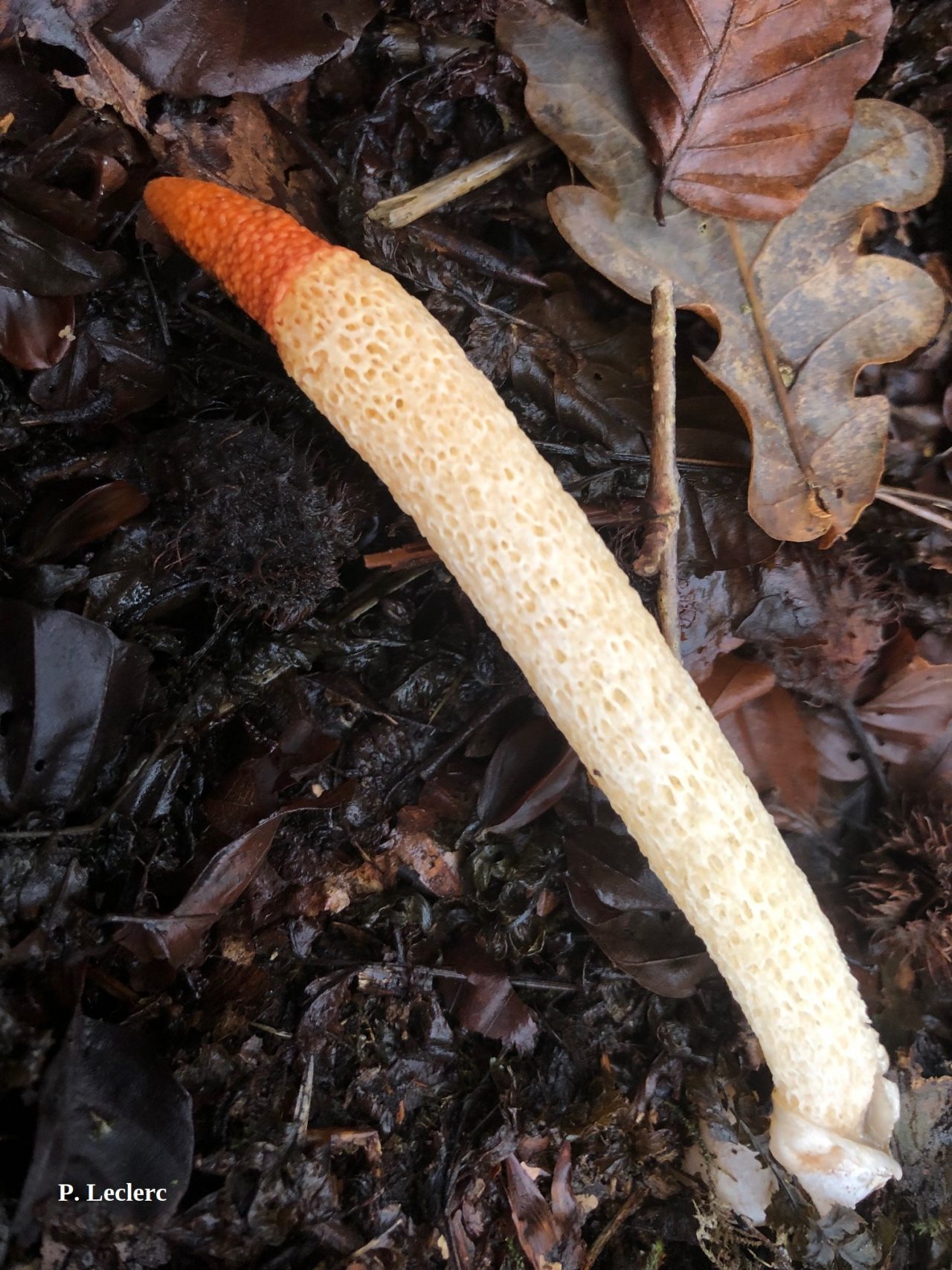 Gastéromycètes | Association Mycologique du Cotentin